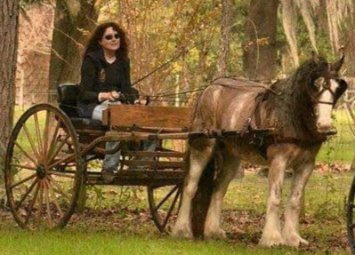 Custom Biothane Harness - Parry Harness & Tack